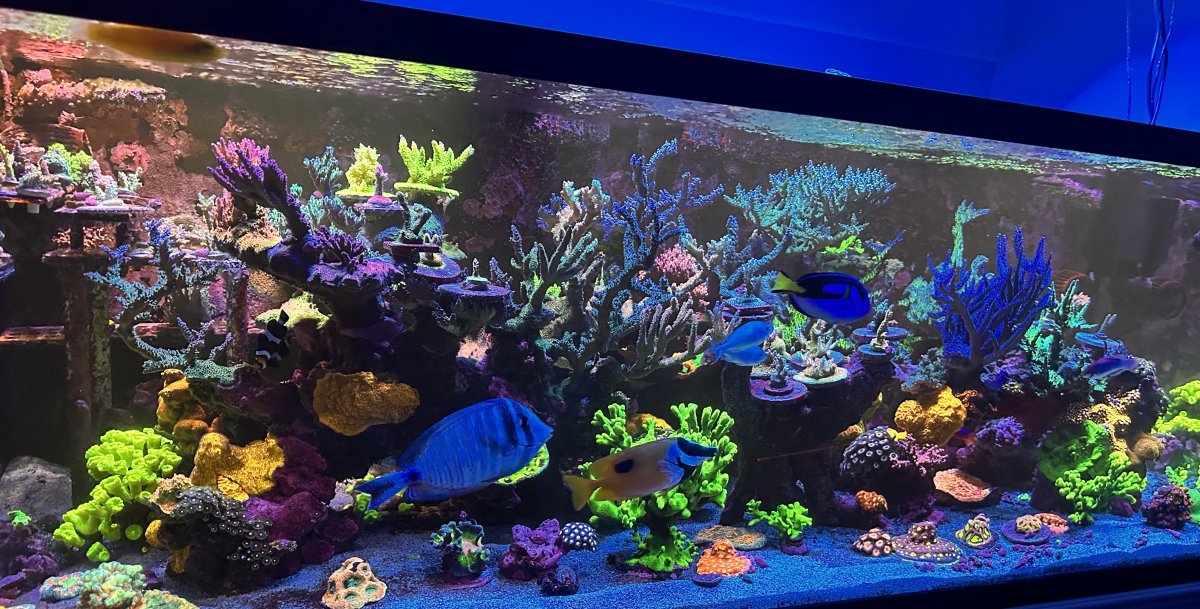 Whoah! | Reef2Reef