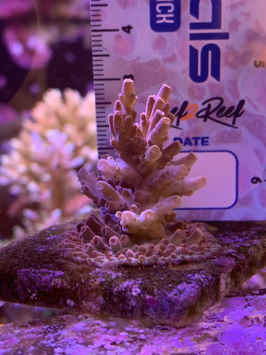 Spring Grow-Out Class 2 - Houdini Picture Entries - ☆☆ | Page 26 ...