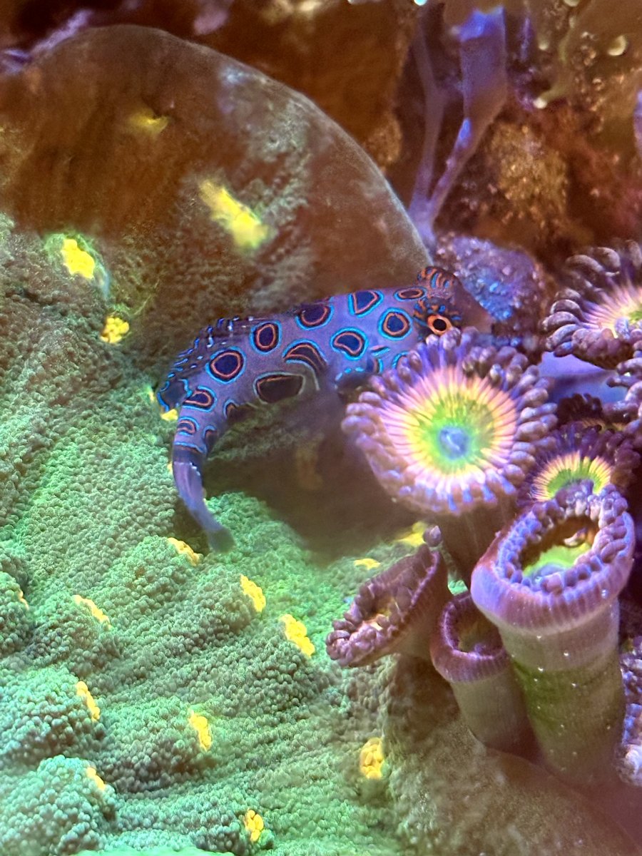 Spotted mandarin in its favorite spot | Reef2Reef