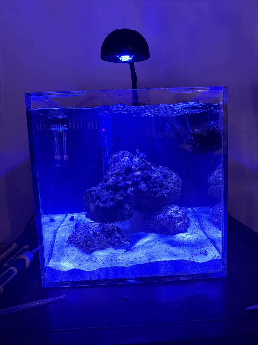 Build Thread - Cathan’s First Saltwater Nano Tank (AIO 15g) | Reef2Reef