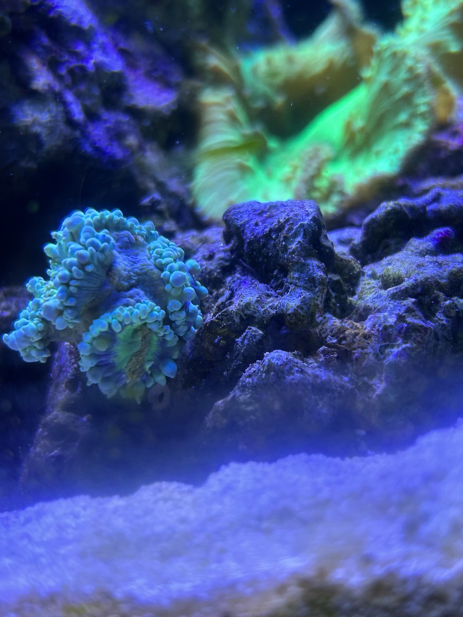 Yellow stringy bit coming out head of Duncan ? | Reef2Reef
