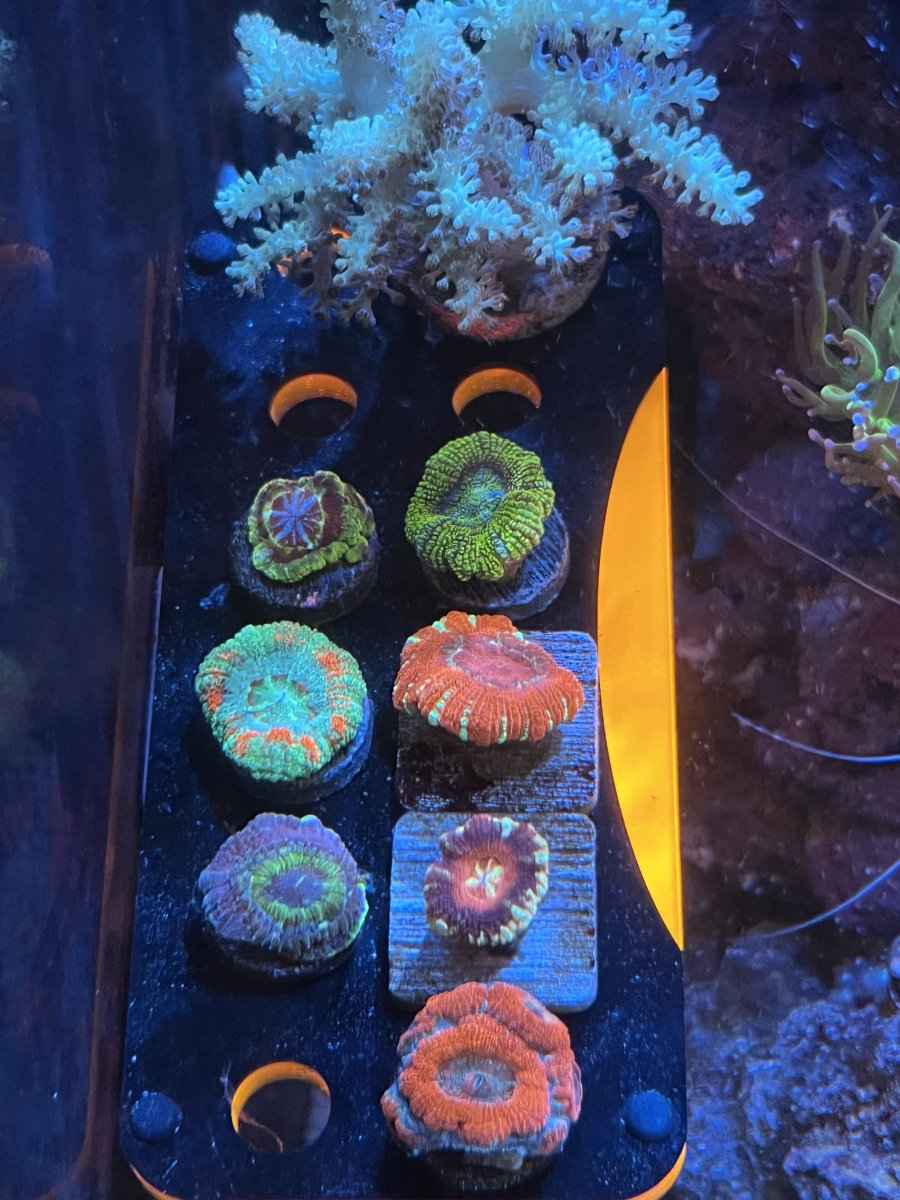 Build Thread - c0ralista’s ESHOPPS Mariner 100 :) | Page 2 | Reef2Reef
