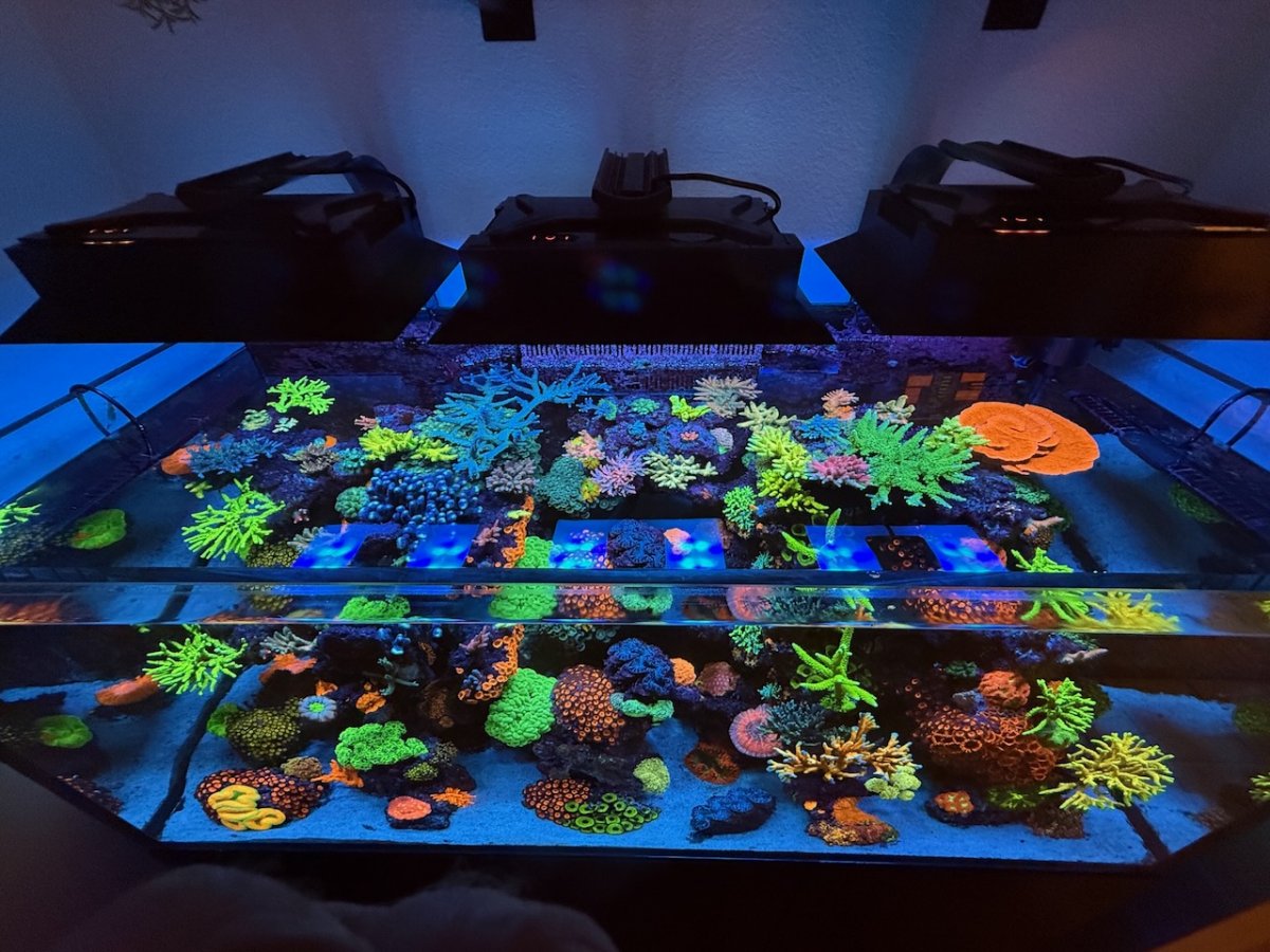 Reef Showcase - ReefinSocal's Red Sea Reefer 625 XL Gen 2 (TOTM ...