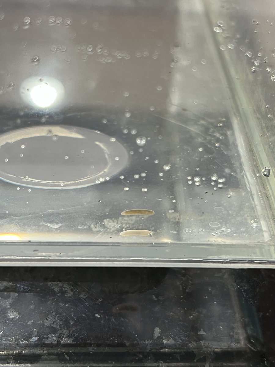 Aefw: Let’s see how many drops | Reef2Reef