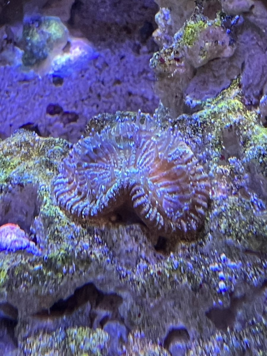 Coral ID? | Reef2Reef
