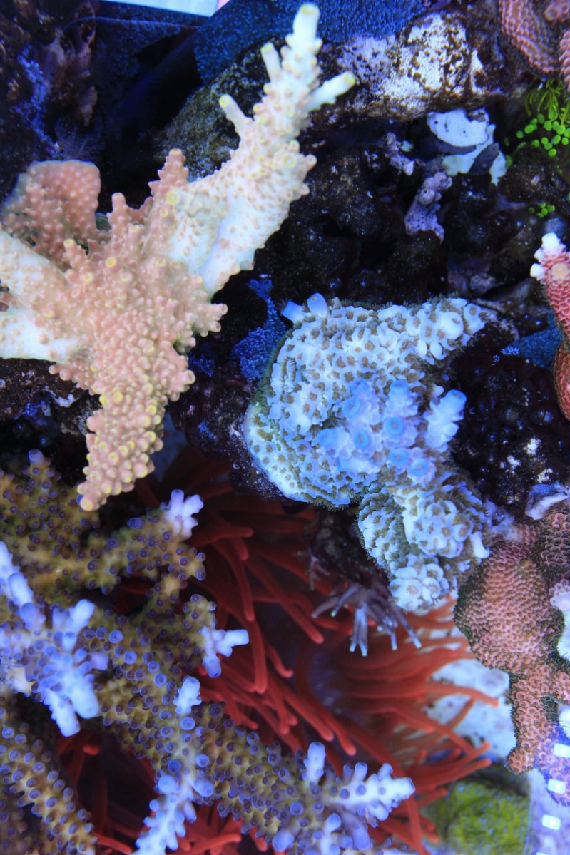 WTT acro pack for your WD/OP or high end sps | Reef2Reef
