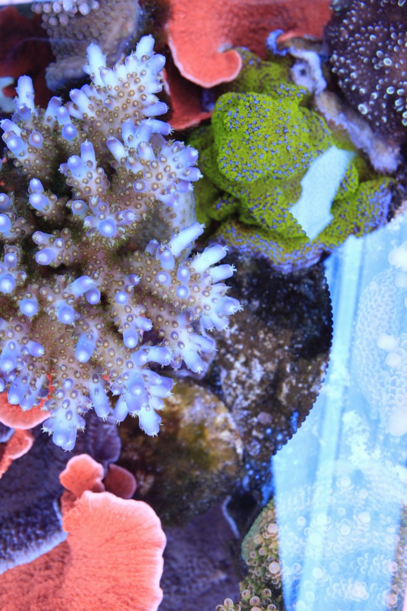 WTT acro pack for your WD/OP or high end sps | Reef2Reef