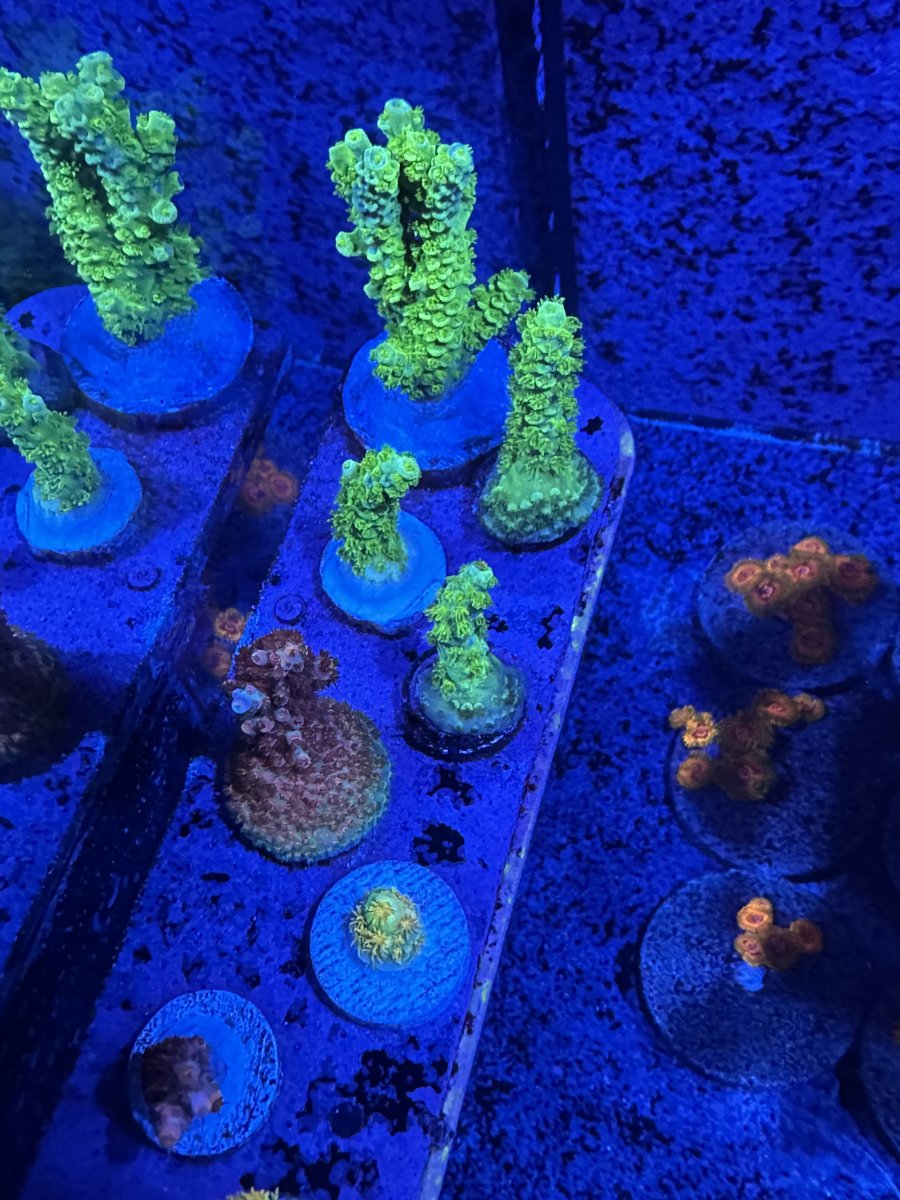 Wisconsin - Live Goods - Selling all fishs corals and tank | Reef2Reef