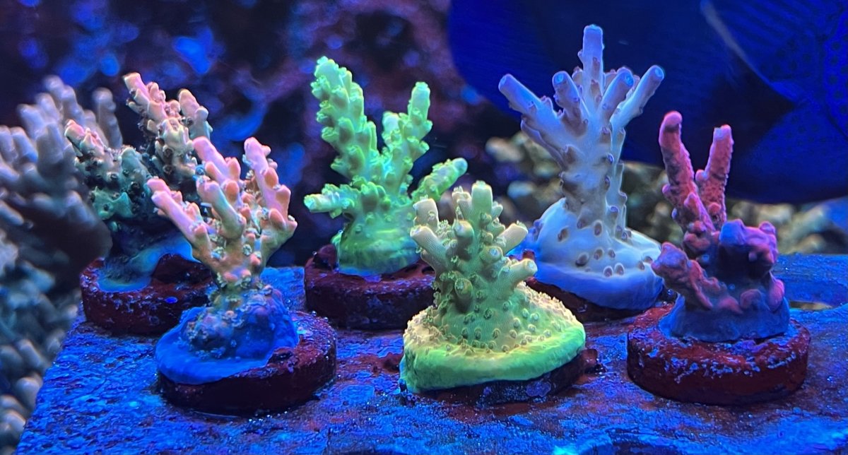 Florida - Live Goods - Acro 6 Packs, Torches, and Shrooms | Reef2Reef