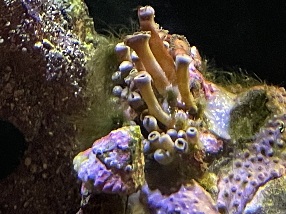 Algae Identification and what to do (if anything) | Reef2Reef