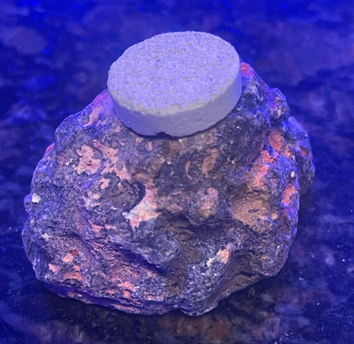California - Frag plug holder base rock | Reef2Reef