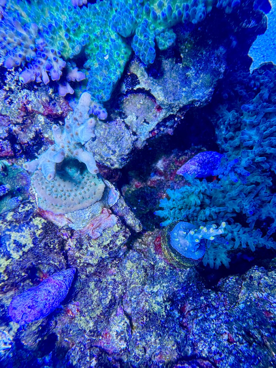 Large Build - TL’s big boy peninsula 385 gal Sps build! | Page 44 ...