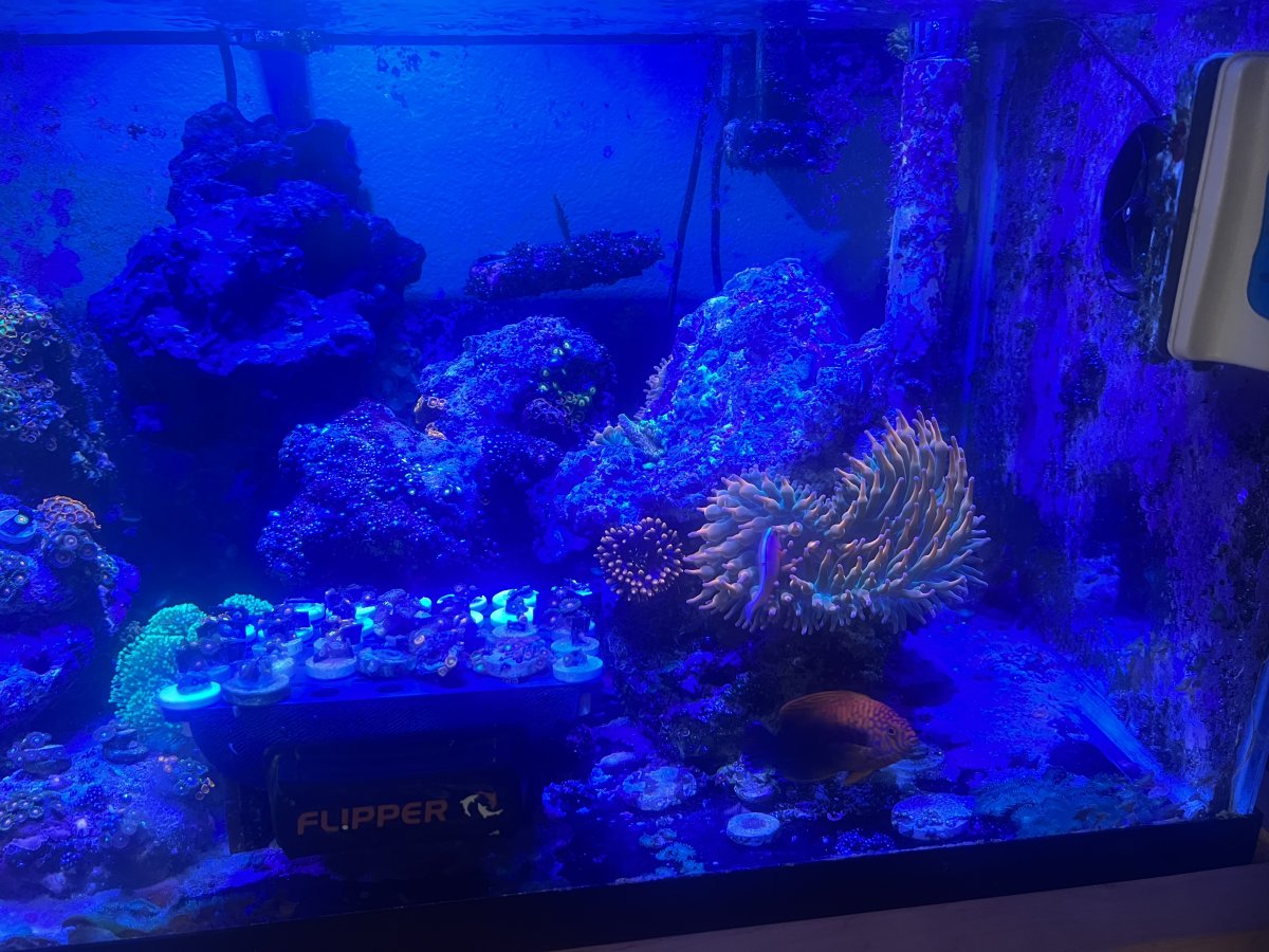 Build Thread - Apex Neptune Themed/Planet Crystalline Build! | Reef2Reef