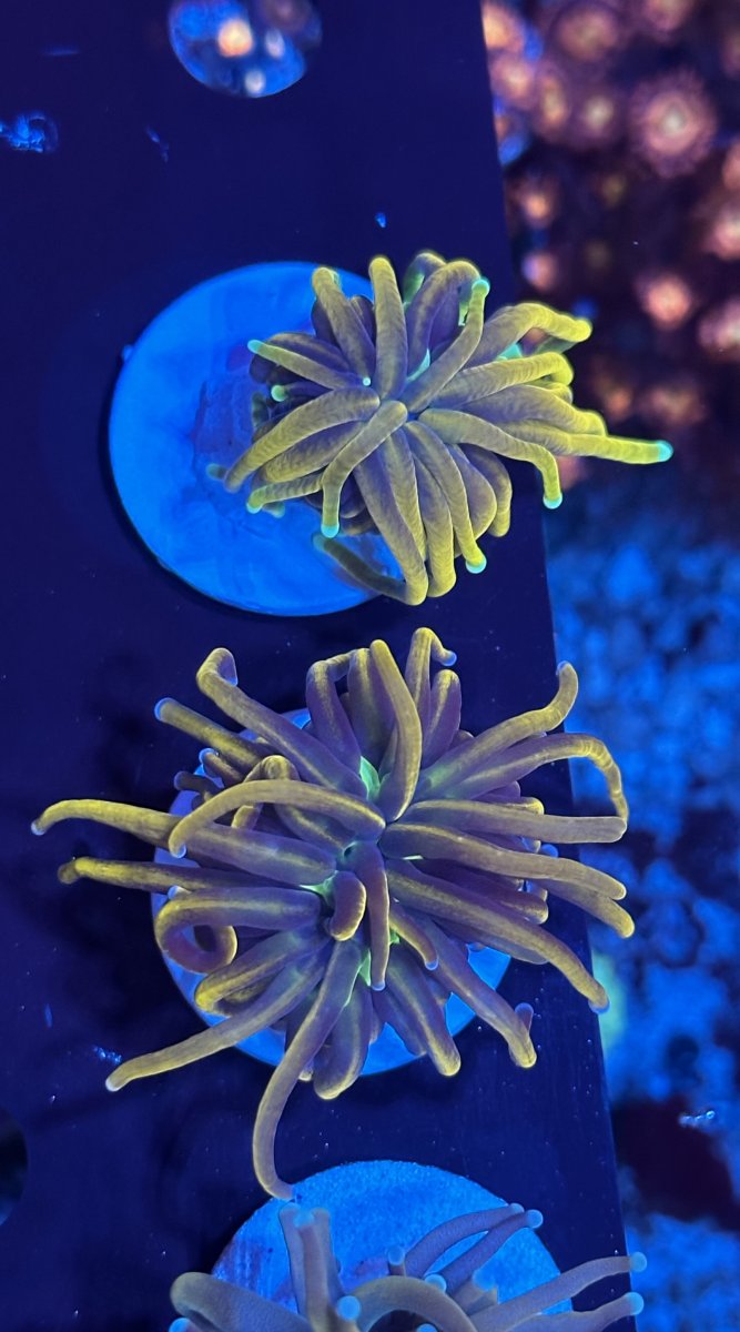Georgia - Live Goods - Wwc Biohazard bounce , Torch pack , zoa pack ...