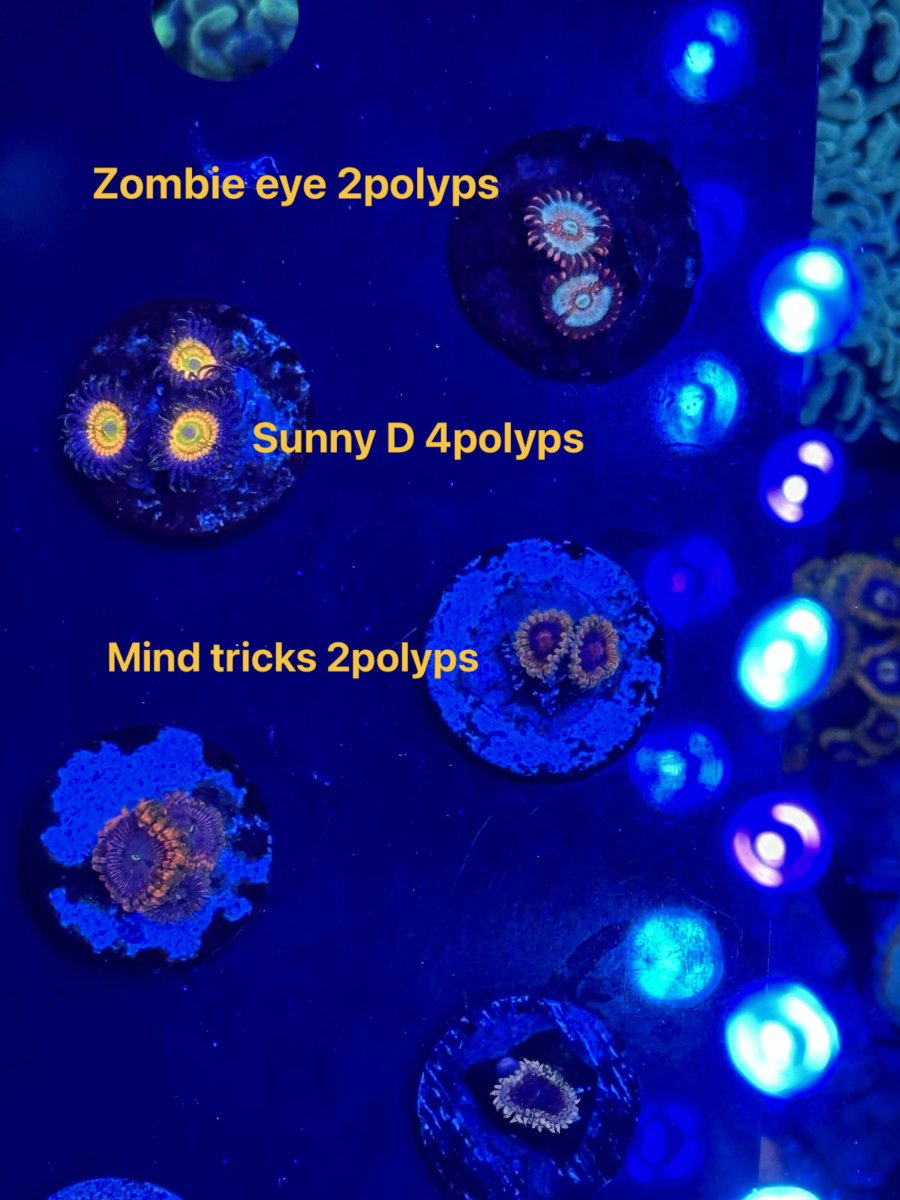 Georgia - Live Goods - Wwc Biohazard bounce , Torch pack , zoa pack ...