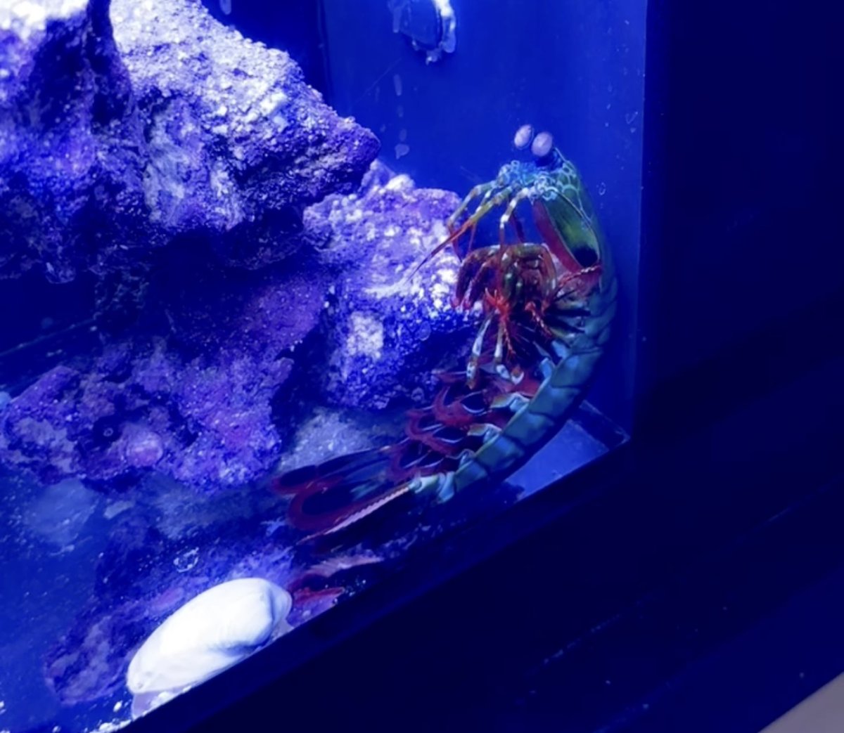 New Jersey - New York - Live Goods - Large Peacock Mantis Shrimp, tank ...