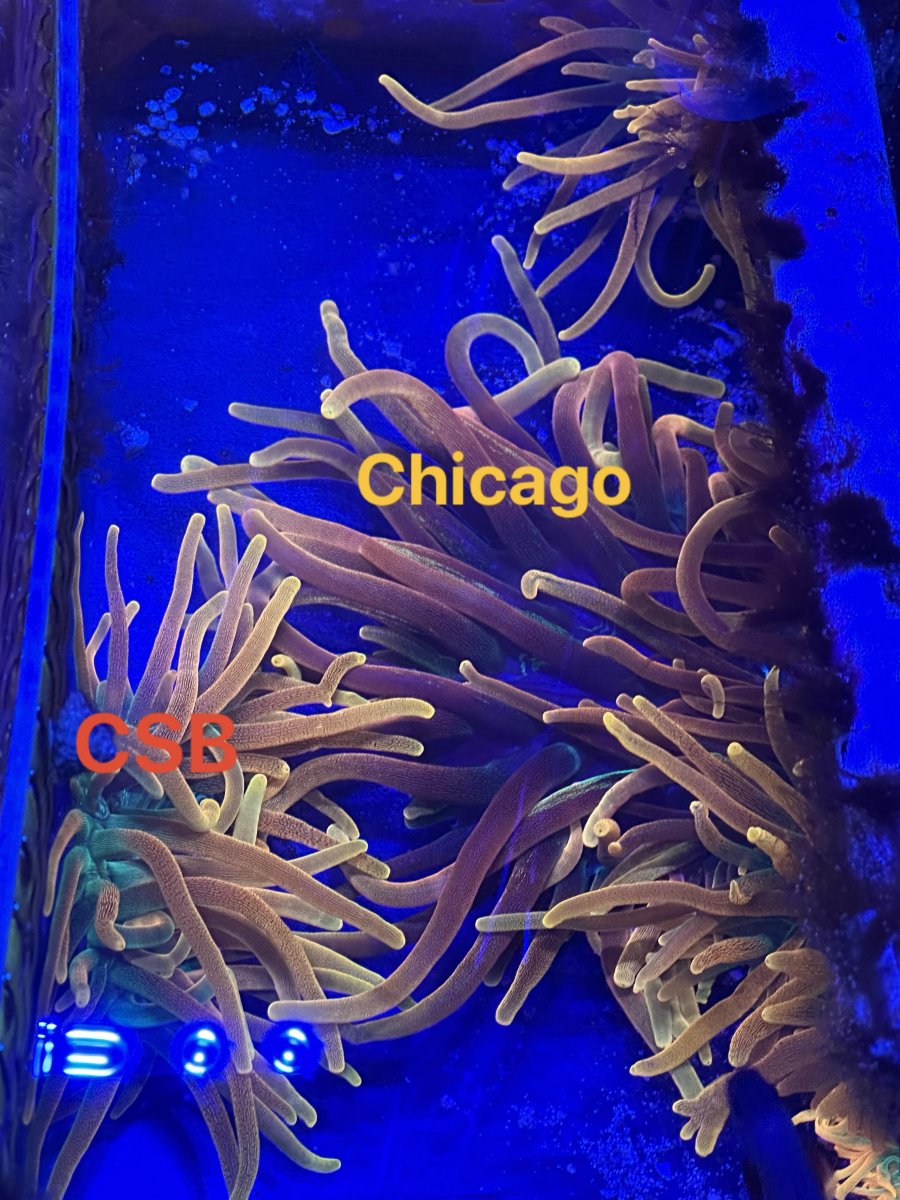 Georgia - Live Goods - Wwc Biohazard bounce , Torch pack , zoa pack ...
