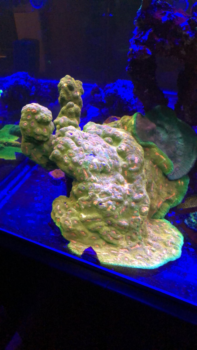 California - For sale: Massive Showpiece OG Mummy Eye Chalice | Reef2Reef