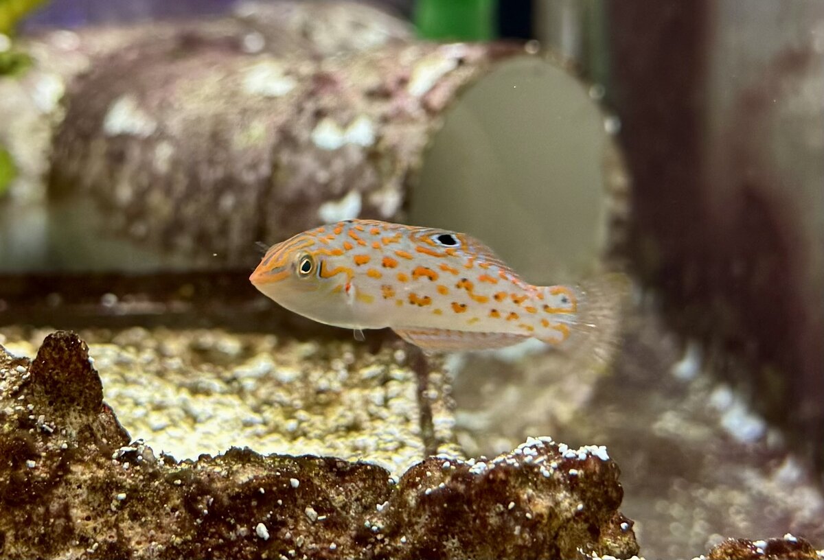 Timor Wrasse, what do you need to know about keeping them with other ...