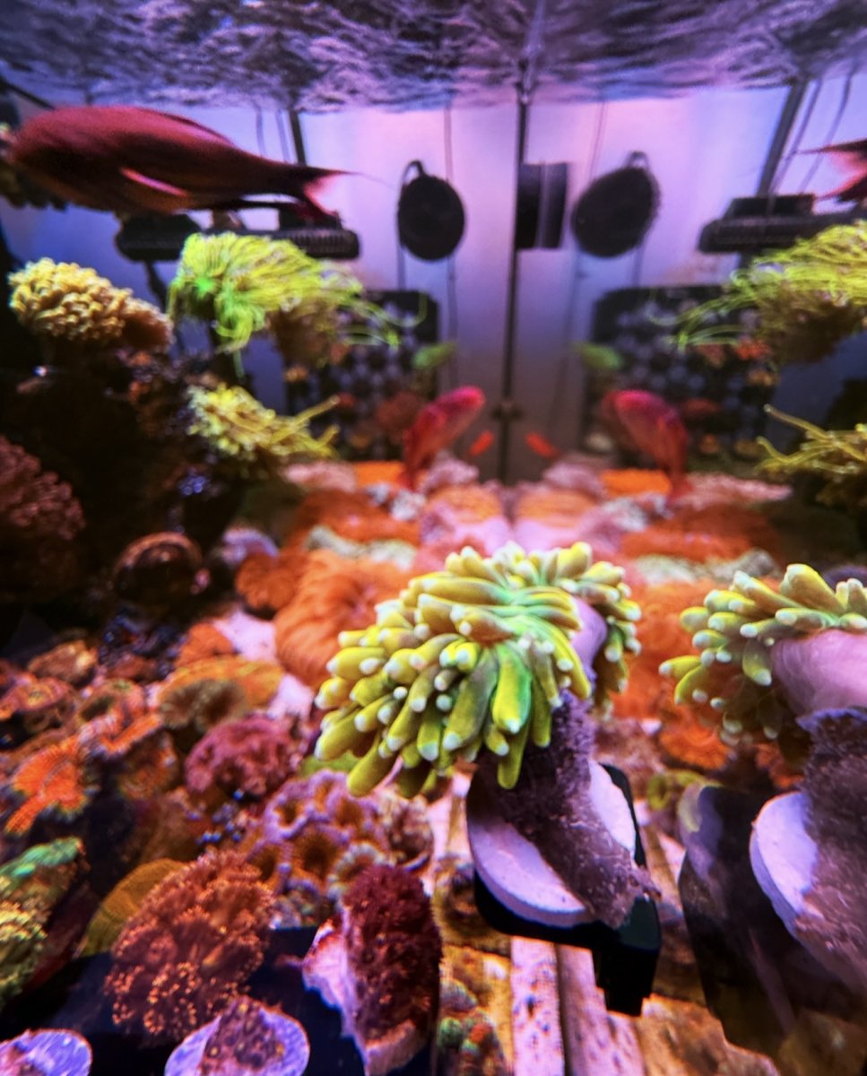 Illinois - Live Goods - kfc malay holy grail torch | Reef2Reef