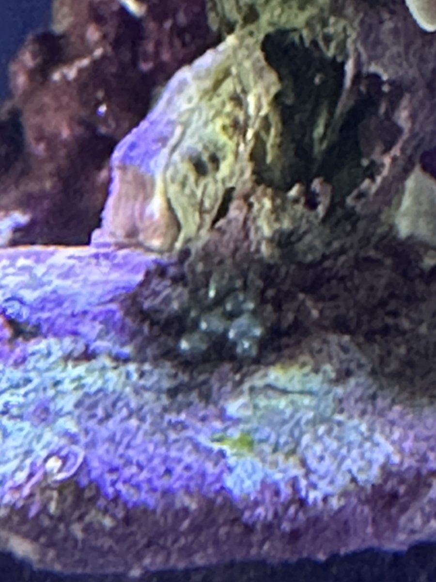 Need help identifying these eggs | Reef2Reef