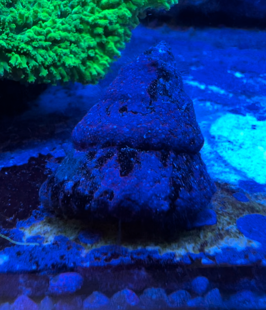 Coral Boring Spionid Worms- Anybody Killed them? | Page 8 | Reef2Reef