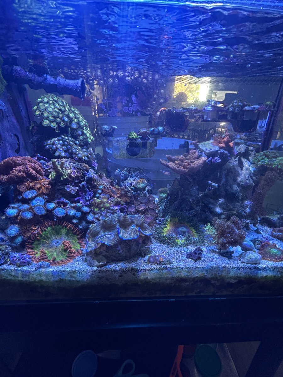 Clam Heads! Is my Deresa a goner? | Page 2 | Reef2Reef