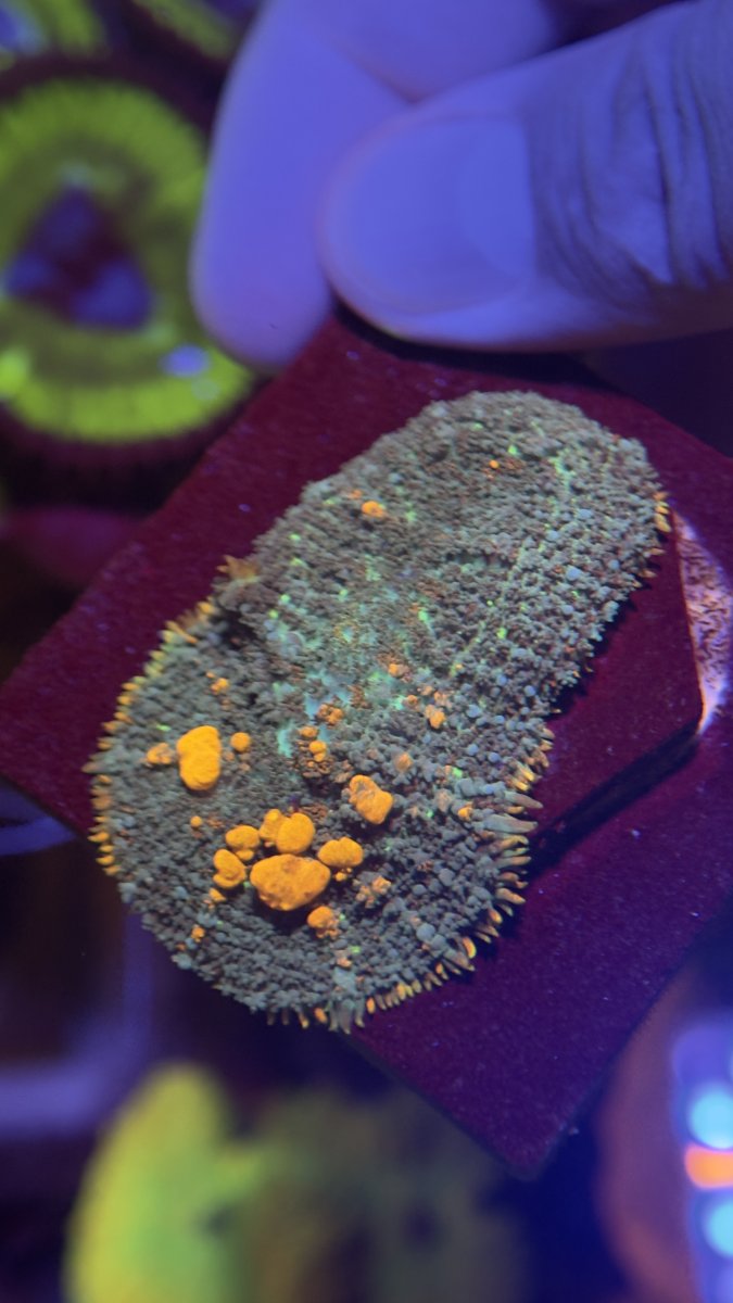 Virginia - Live Goods - SOLD - ULTRA High End BOUNCE mushroom pack (OG ...
