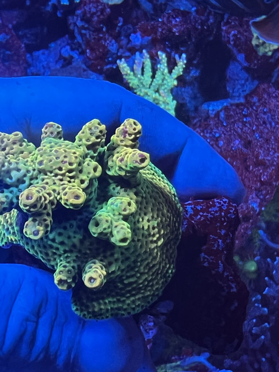 Florida - Live Goods - High End Acro Pack | Reef2Reef