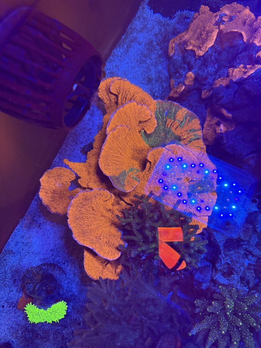 California - Live Goods - Zoas, powerball bounce, hammers | Reef2Reef