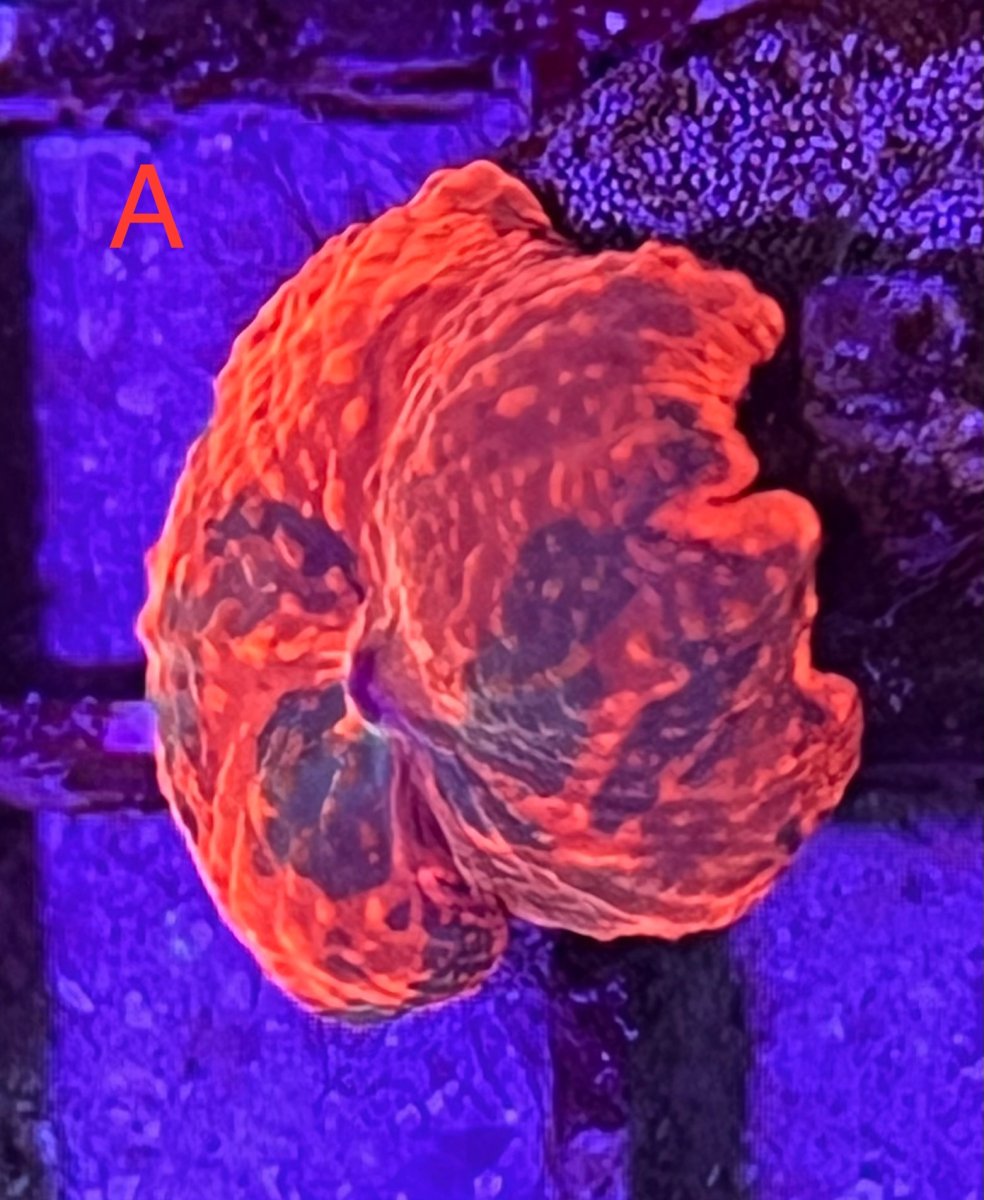 Florida - Live Goods - Shrooms- SBB Super Freak, Magic Carpet, and ...