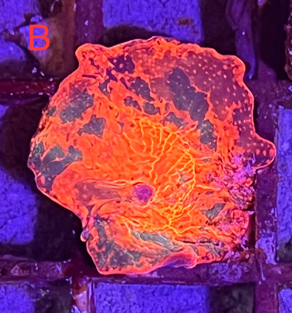 Florida - Live Goods - Shrooms- SBB Super Freak, Magic Carpet, and ...