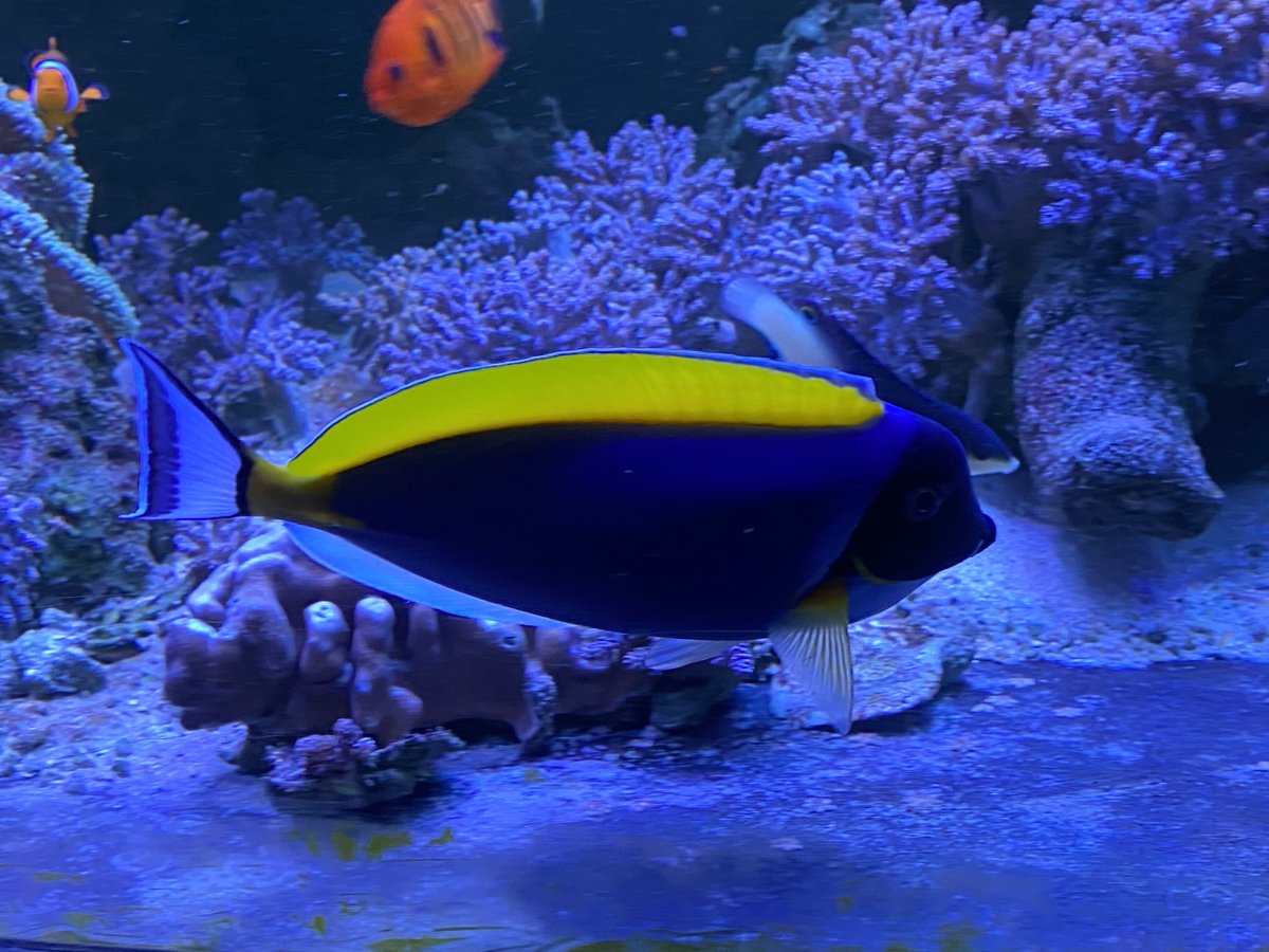 Tangs come in all different shapes, sizes and colors, but which one is ...