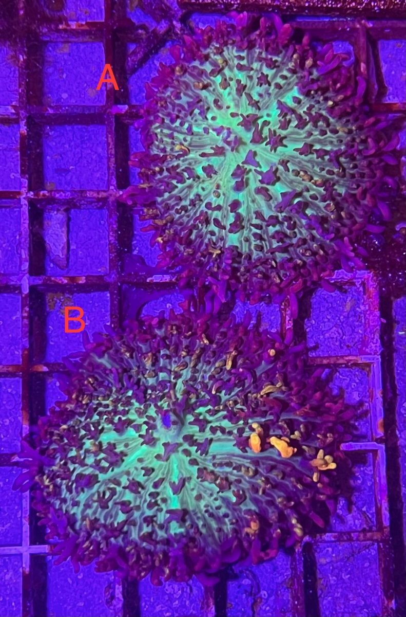 Florida - Live Goods - Shrooms- SBB Super Freak, Magic Carpet, and ...