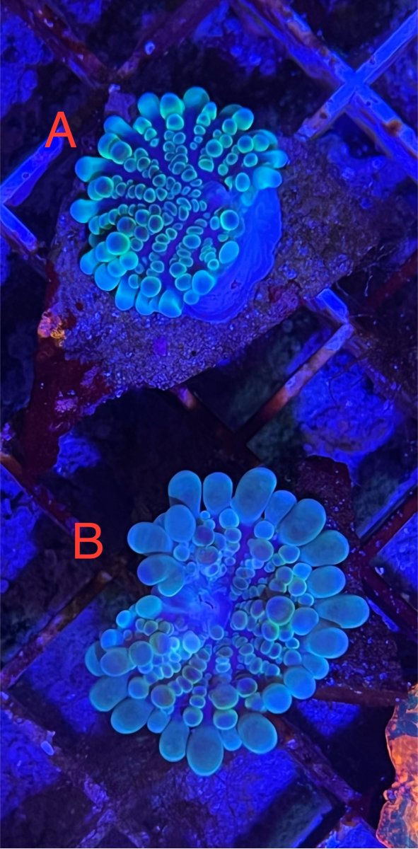 Florida - Live Goods - Shrooms- SBB Super Freak, Magic Carpet, and ...