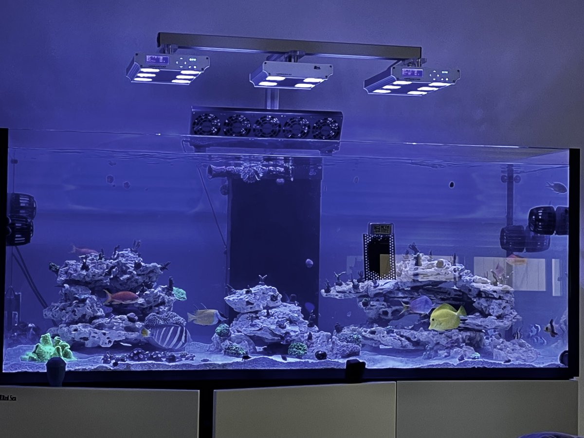 Build Thread - TigerReef's Red Sea Reefer 625XXL Reboot! | Reef2Reef