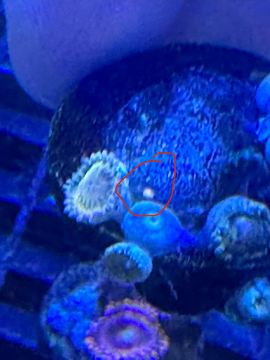 Zoa Flatworms