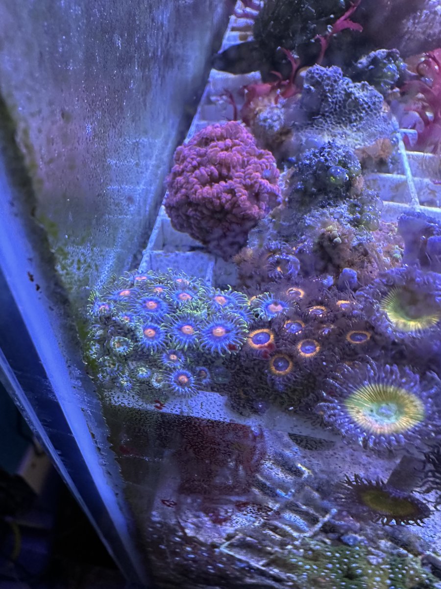 ID theses Zoas please. | Reef2Reef