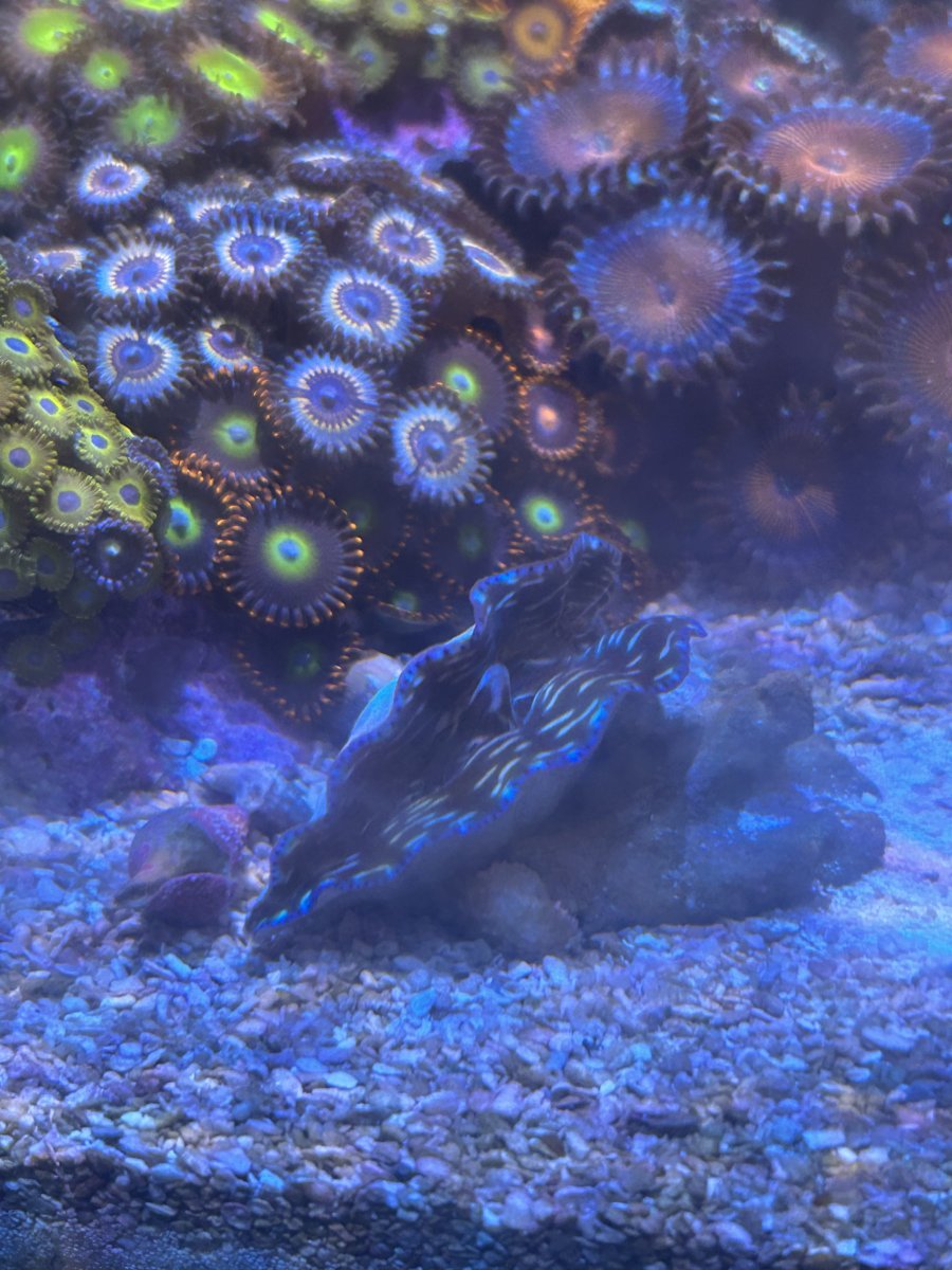 Clam Heads! Is my Deresa a goner? | Page 3 | Reef2Reef