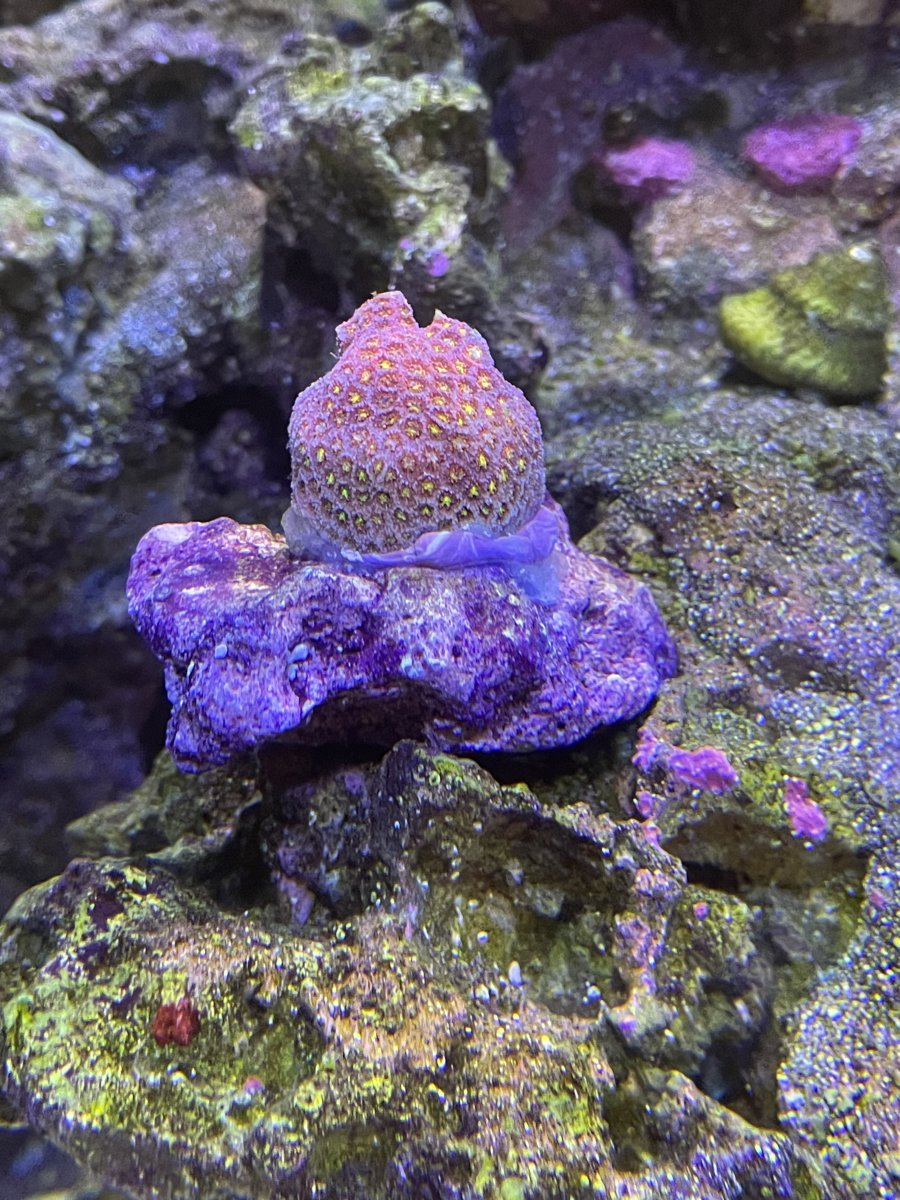 Micro Goniopora no PE | Reef2Reef