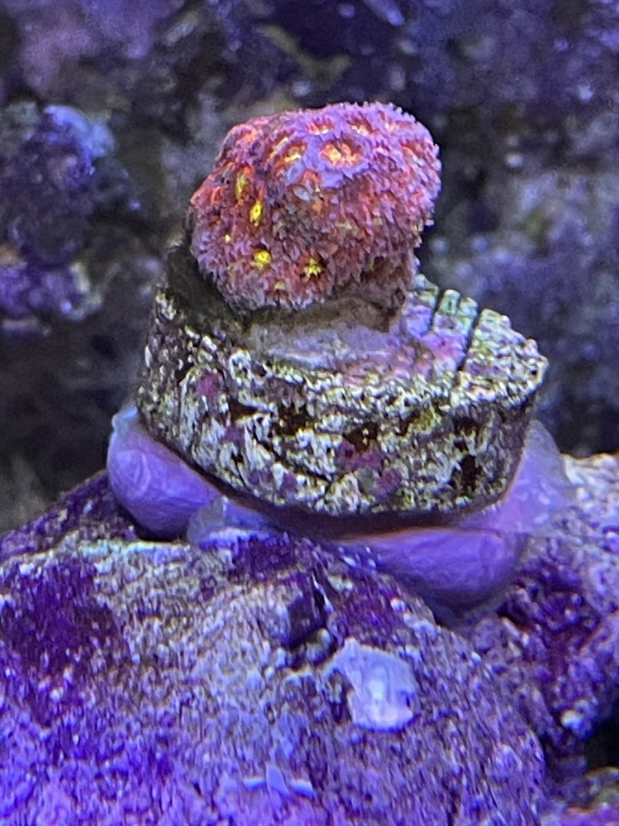Micro Goniopora no PE | Reef2Reef