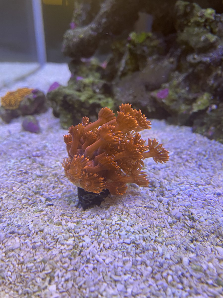 Micro Goniopora no PE | Reef2Reef