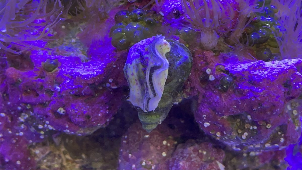What’s growing on this snail? | Reef2Reef