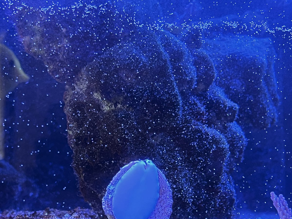 What kind of pod? 10s of thousands everywhere | Reef2Reef