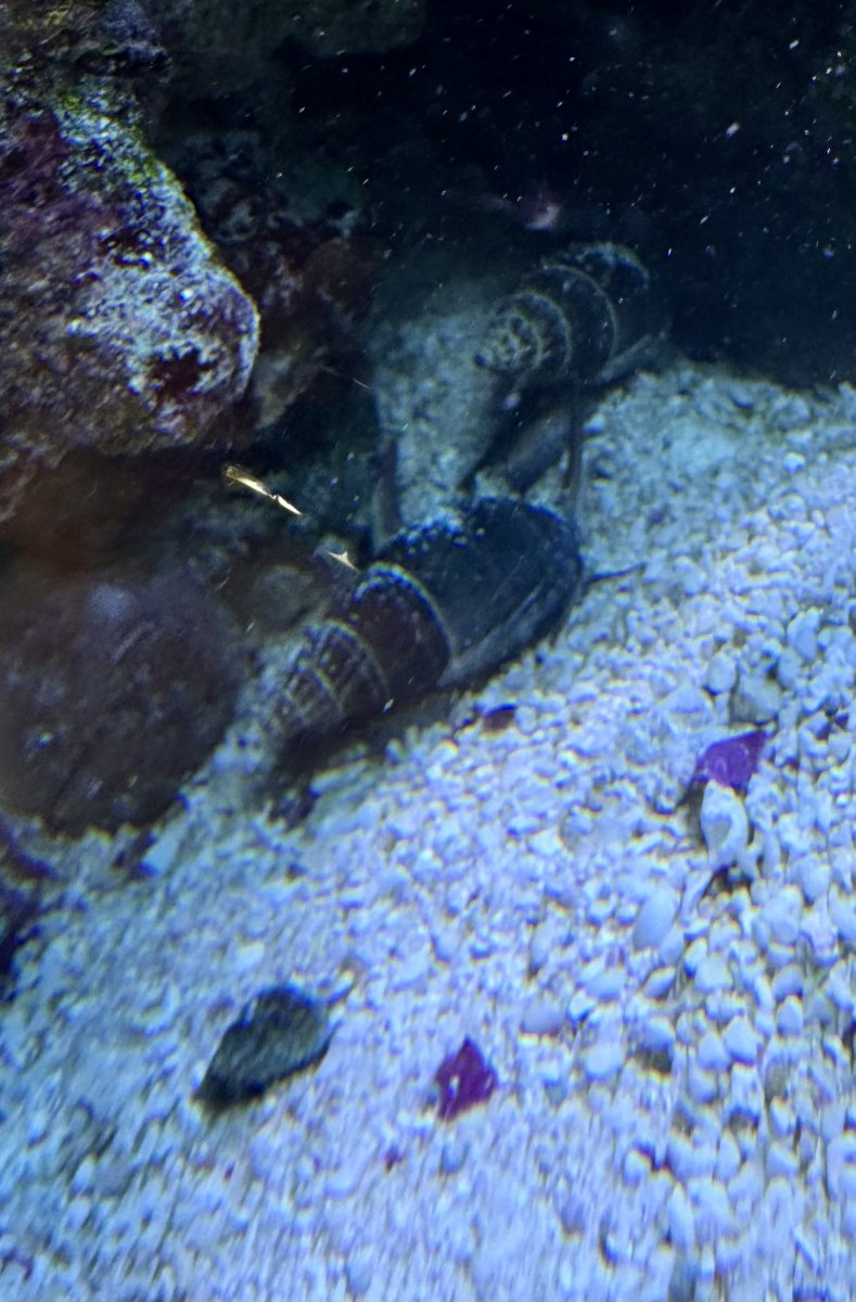 Conch like ducks in a row | Reef2Reef