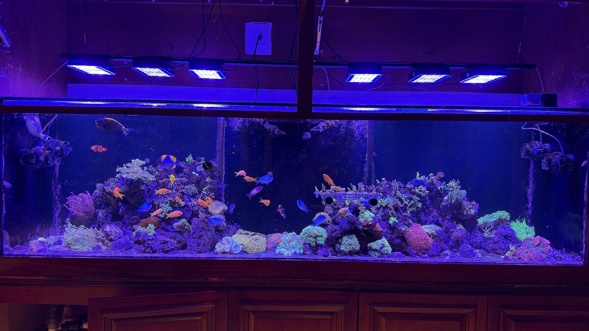 Large Build - My SPS & Clam Tank | Page 30 | Reef2Reef