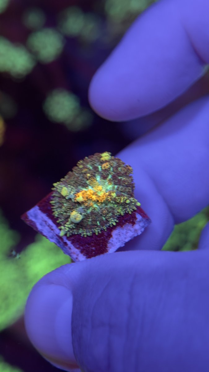 Virginia - Live Goods - SOLD - ULTRA High End BOUNCE mushroom pack (OG ...