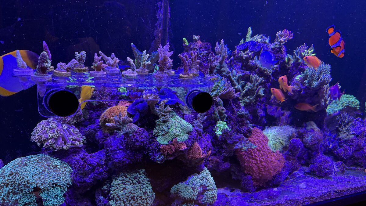 Large Build - My SPS & Clam Tank | Page 30 | Reef2Reef