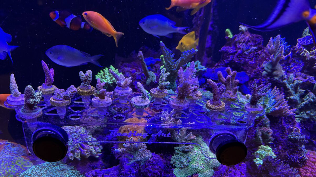 Large Build - My SPS & Clam Tank | Page 30 | Reef2Reef