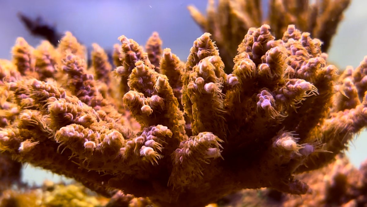 1% Ivermectin (in-tank) Treatment for Coral Boring Spionid Worms ...